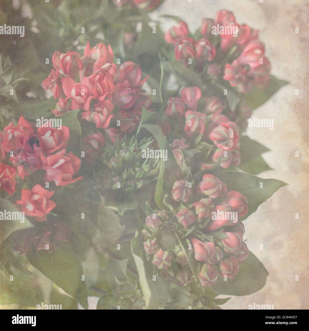 textured old paper background with pentas Stock Photo - Alamy