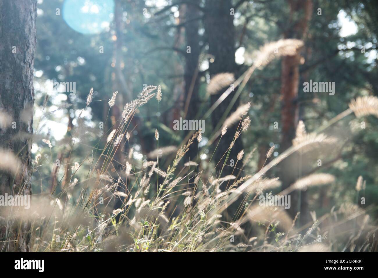 Dry yellow grass on blurred green forest background. Late summer in ...