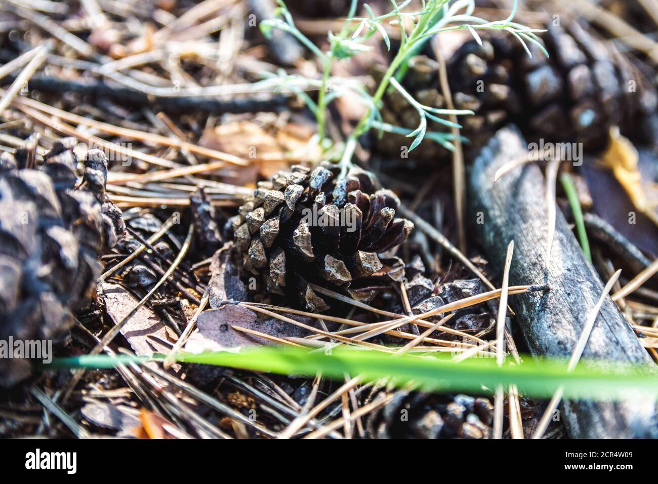 Pine cones, twigs and needles on ground. Thicket ground covered by ...