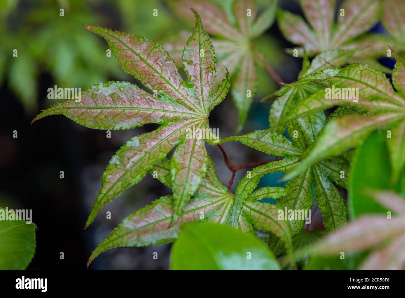 Acer samurai hi-res stock photography and images - Alamy