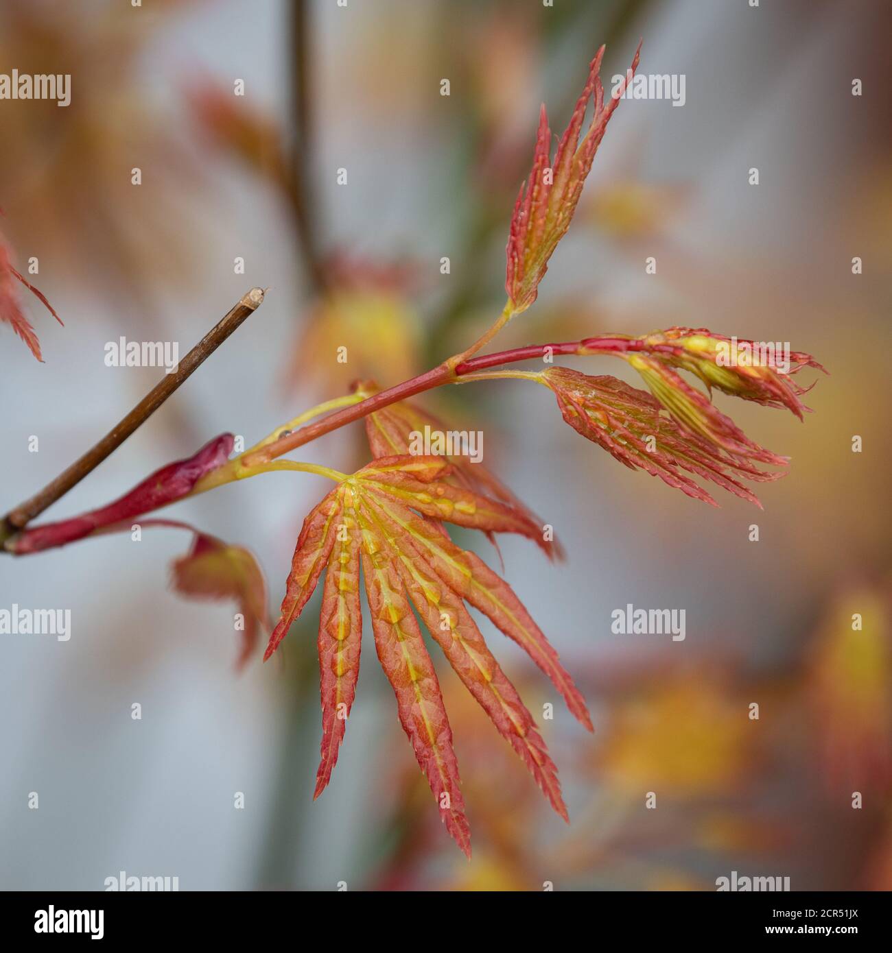 Acer palmatum Orange Dream showing spring foliage Stock Photo - Alamy