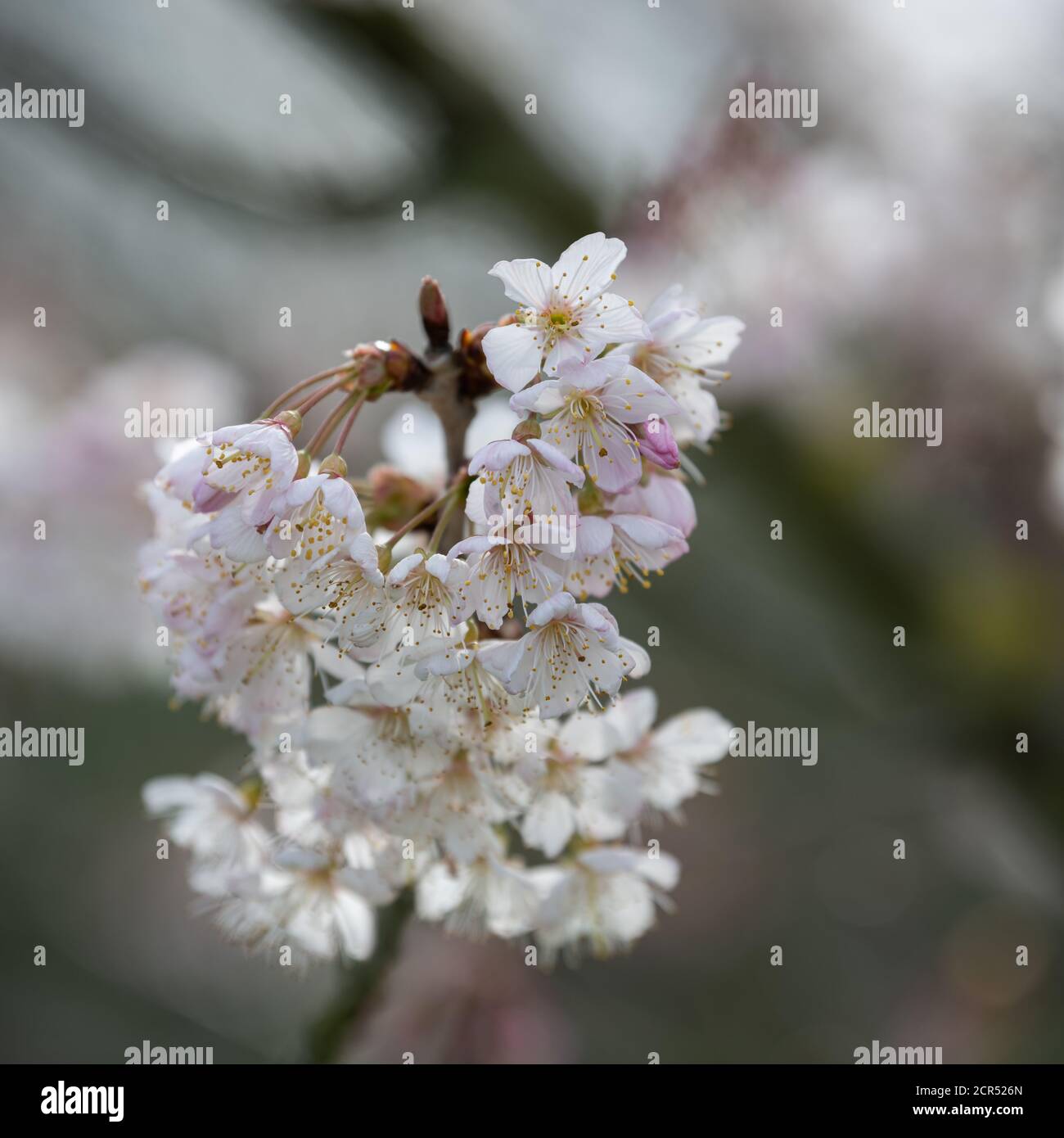 Flowering fruit tree during spring, Surrey, United Kingdom Stock Photo ...