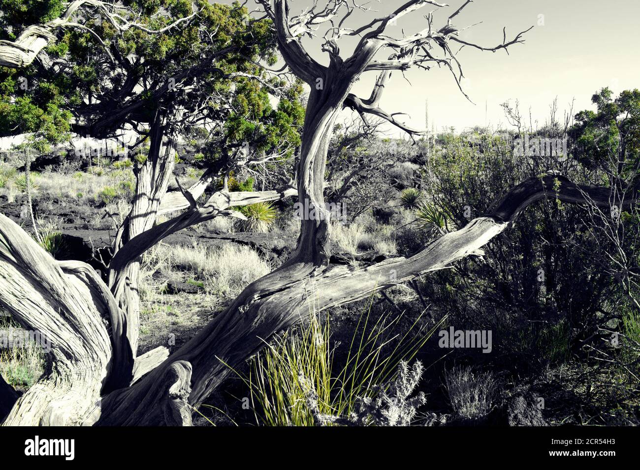 Juniper forest fire hi-res stock photography and images - Alamy