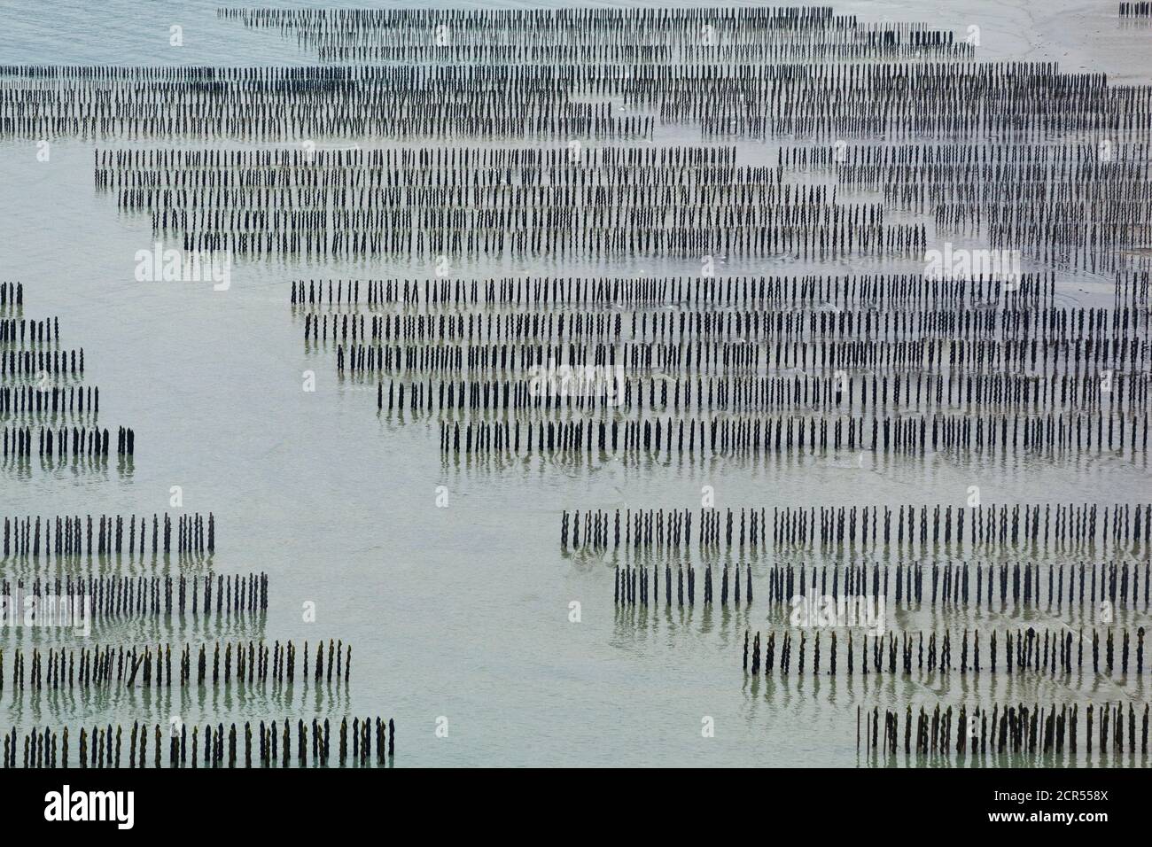 Mussel farming in Fresnaye Bay at Cap Frehel, France Stock Photo - Alamy