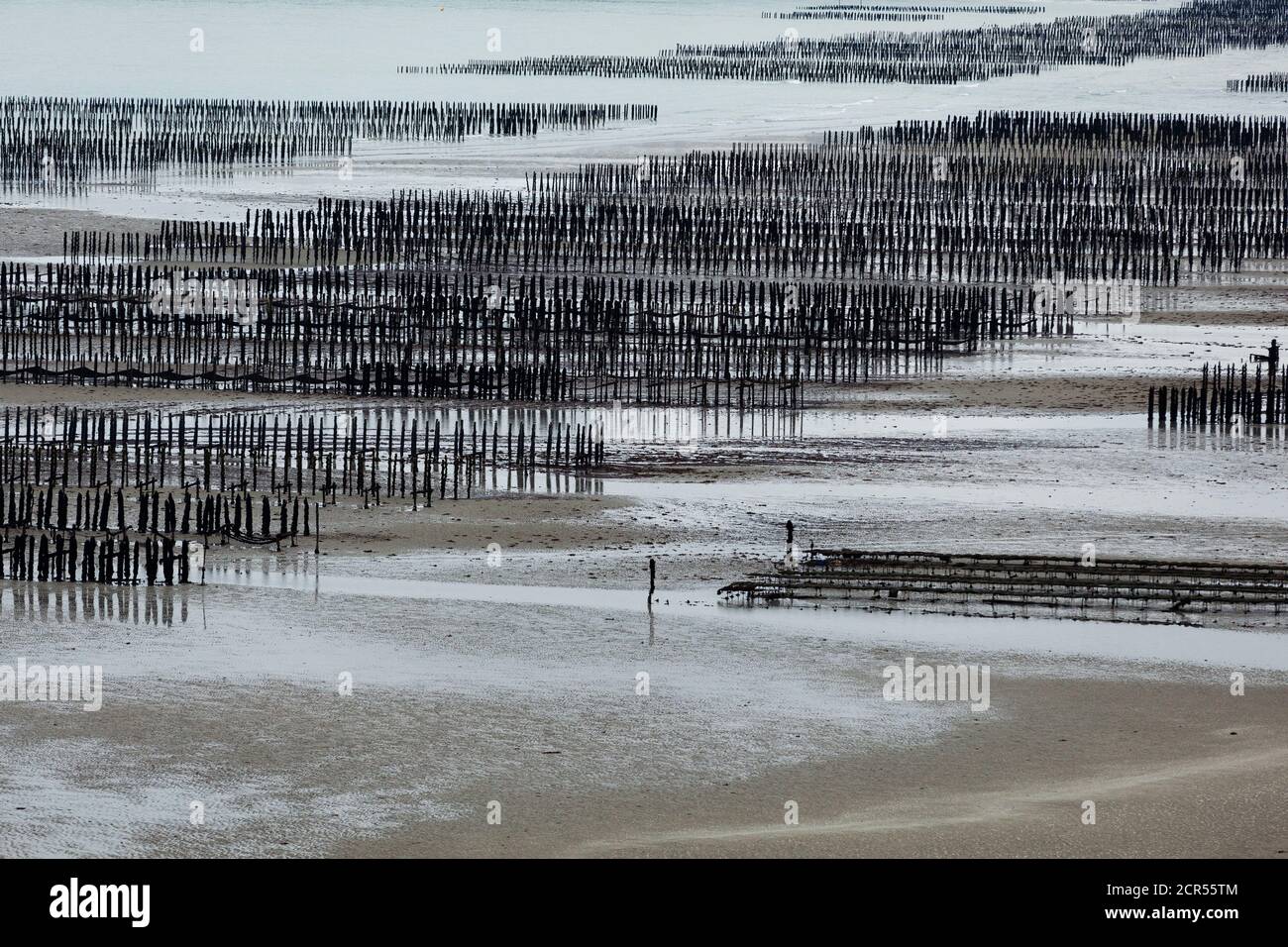 Mussel farming hi-res stock photography and images - Alamy