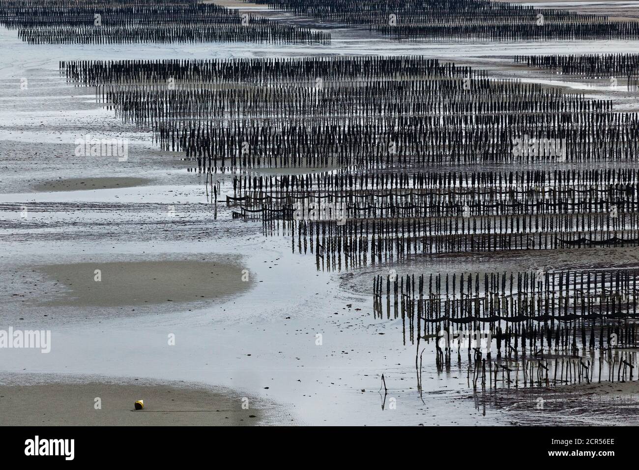 Mussel farming in Fresnaye Bay at Cap Frehel, France Stock Photo - Alamy