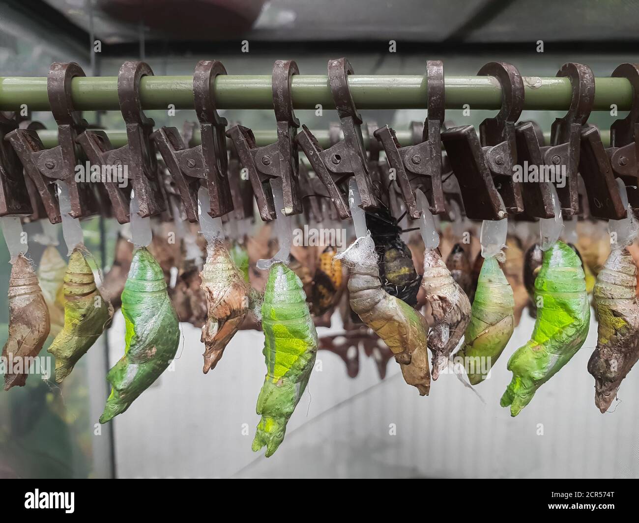 Butterfly pupae. Nearly hatched butterfly pupae hang on clothespins ...