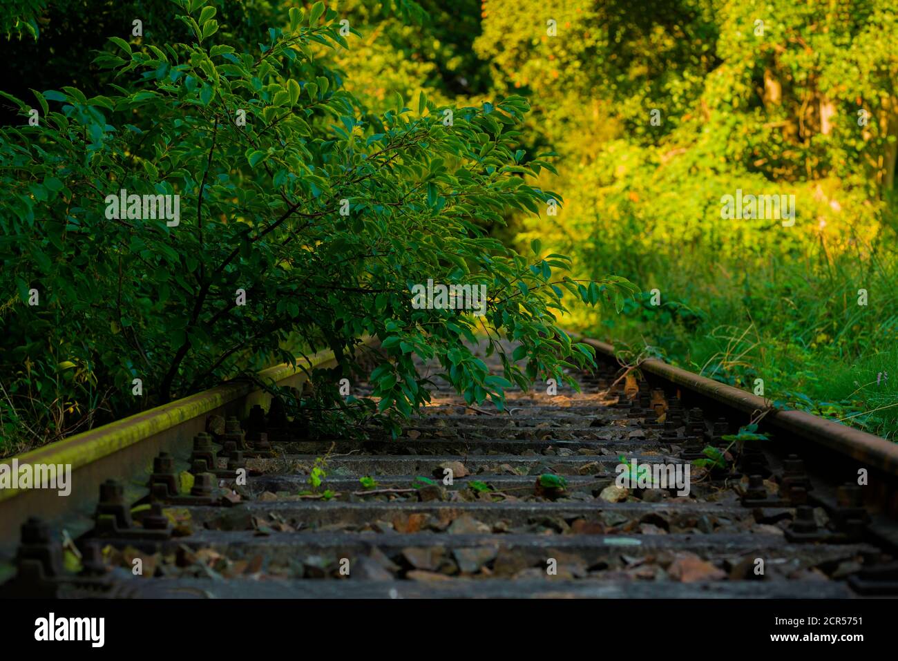 old railway tracks, the are overgrown Stock Photo - Alamy
