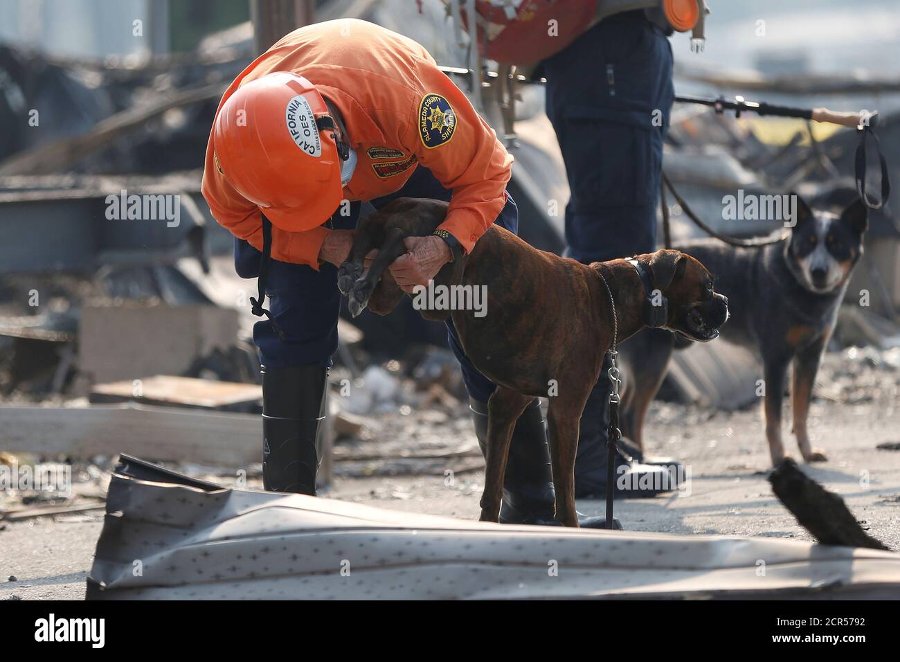 Fire Rescue Dogs High Resolution Stock Photography and Images - Alamy