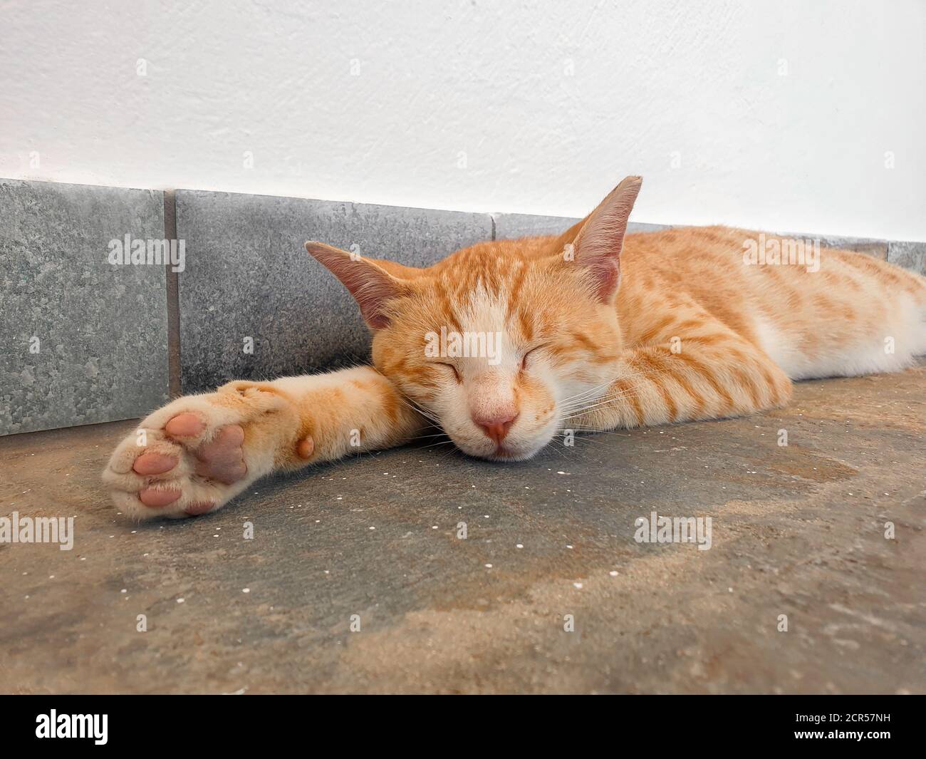 Relaxed ginger cat sleeping sweetly on the concrete floor, close-up ...