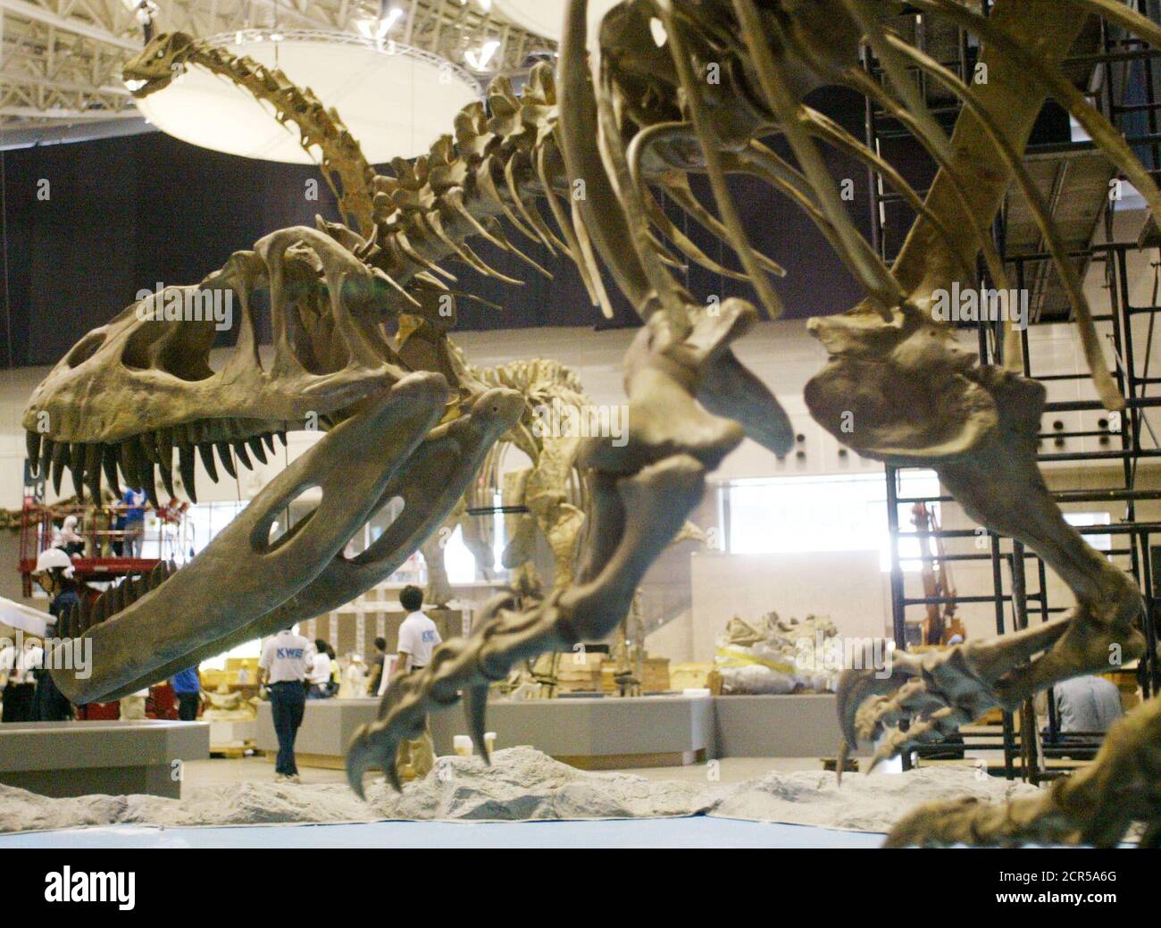 Torvosaurus skeleton hi-res stock photography and images - Alamy
