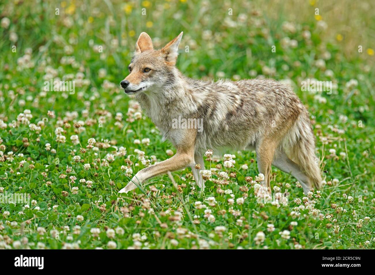 Coyote chase prey hi-res stock photography and images - Alamy