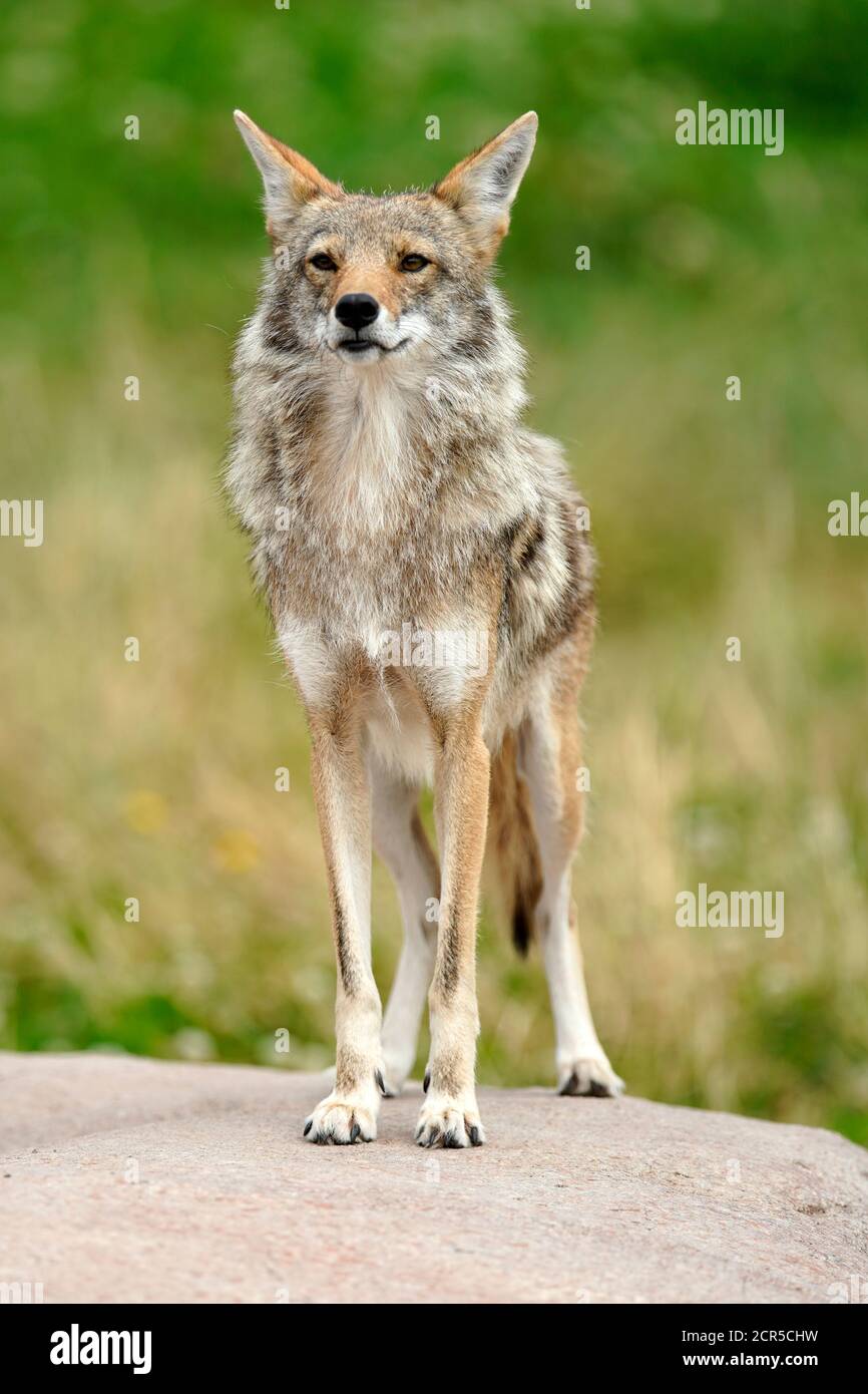 Coyote chase prey hi-res stock photography and images - Alamy