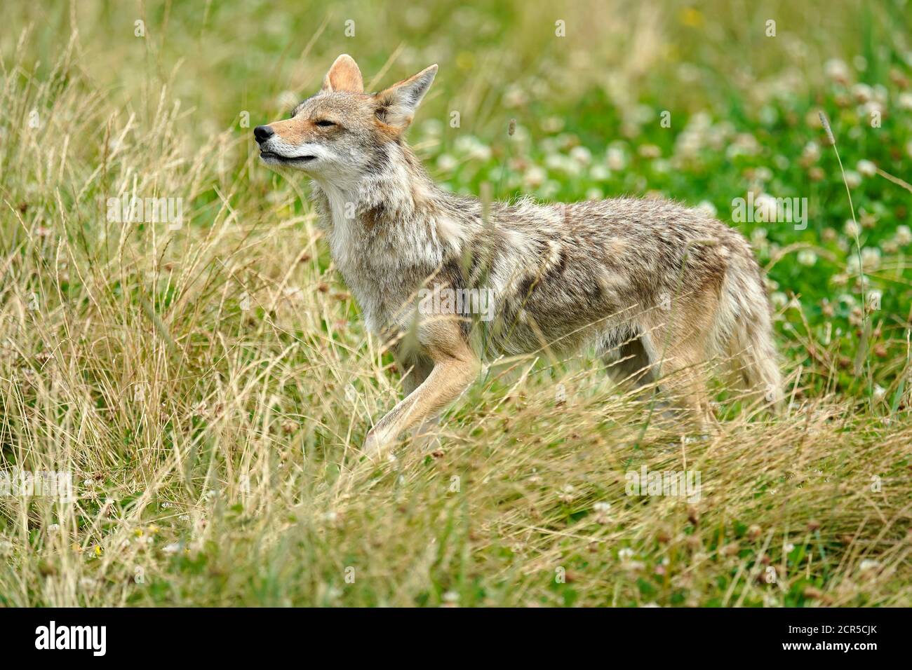 Coyote chase hi-res stock photography and images - Alamy