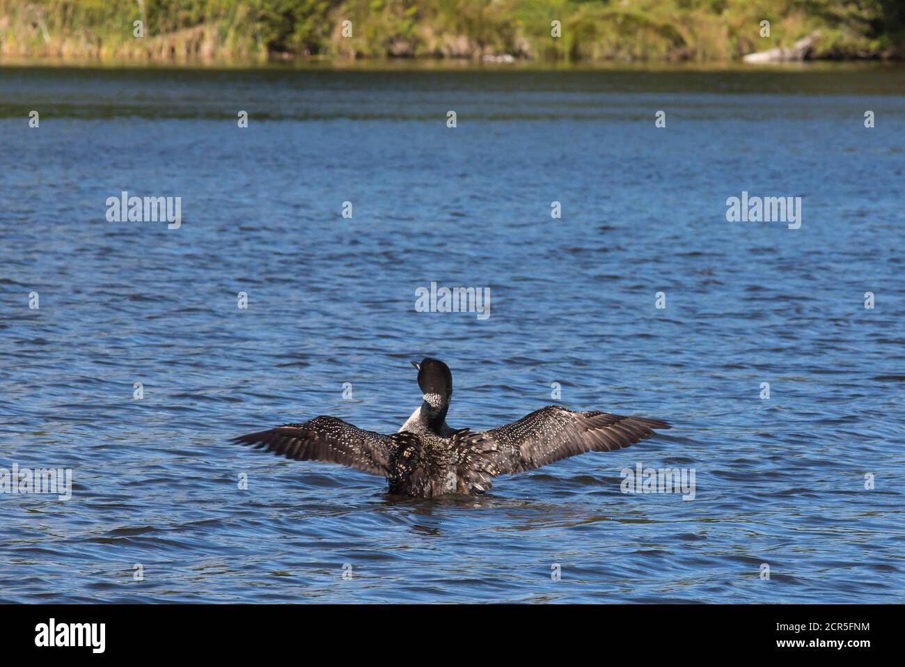 Common Loon flapping its wings close to shore on a northern Wisconsin ...