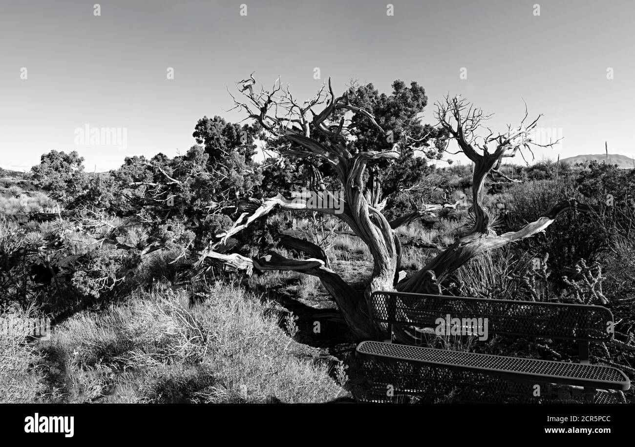 Juniper fire (forest or tree) hi-res stock photography and images - Alamy