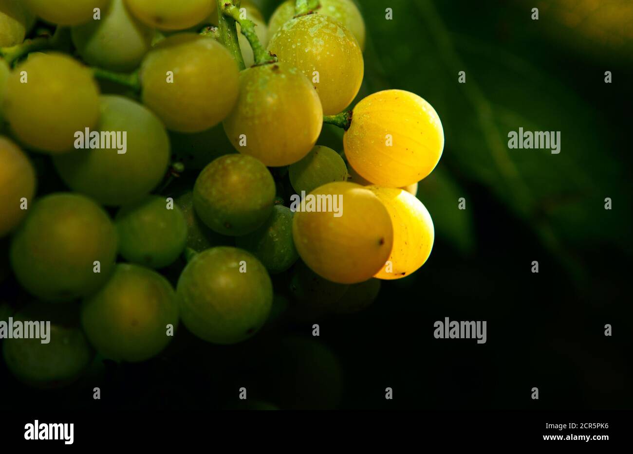 Muscat Blanc High Resolution Stock Photography and Images - Alamy