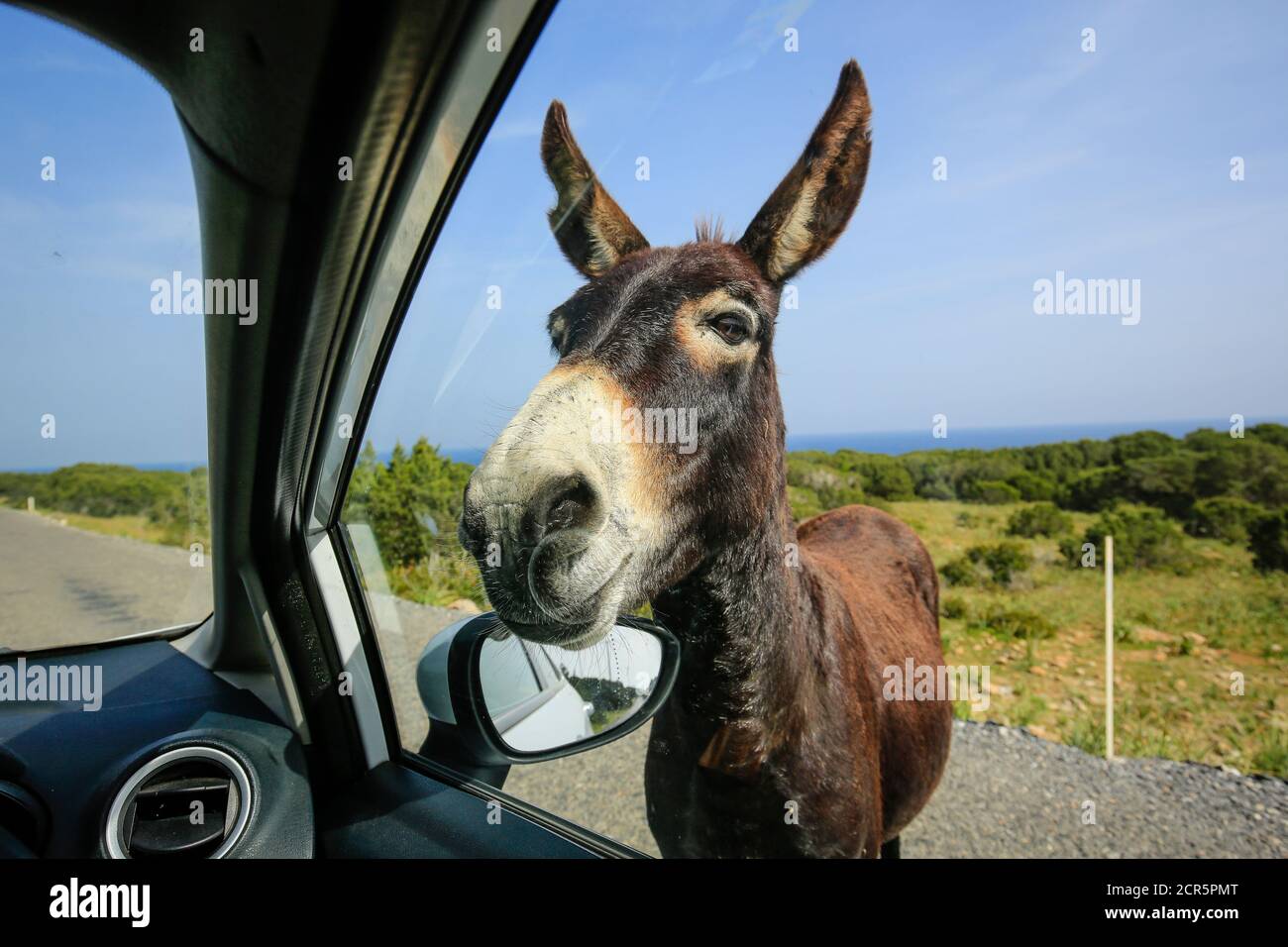 Dipkarpaz, Turkish Republic of Northern Cyprus, Cyprus - wild ass on ...