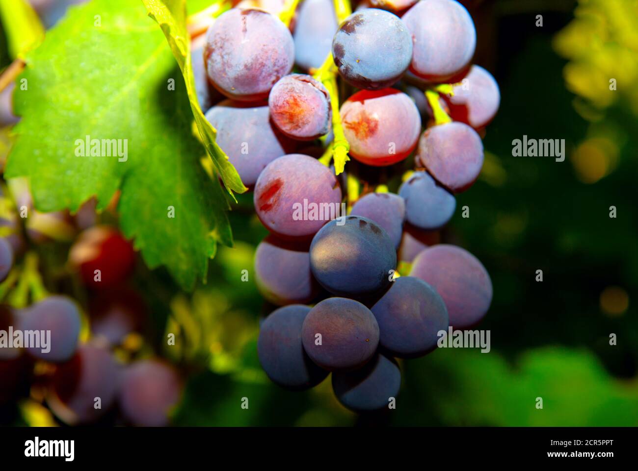 Barbera grape hi-res stock photography and images - Alamy