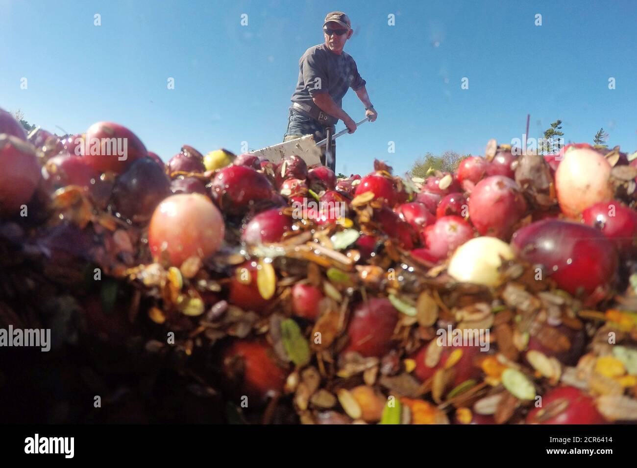 Carver cranberry hi-res stock photography and images - Alamy