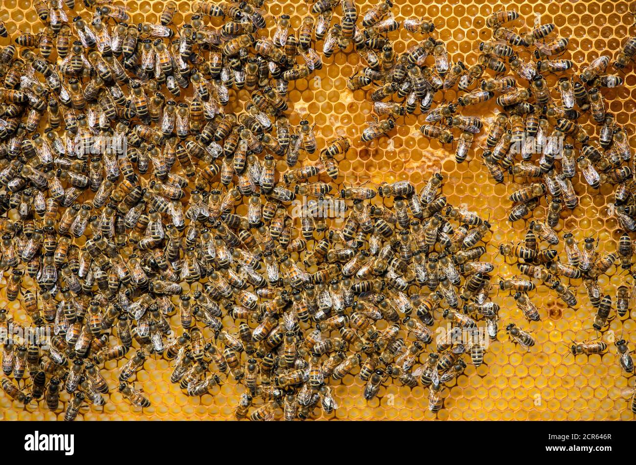 Honey bees, honeycomb, beehive Stock Photo - Alamy