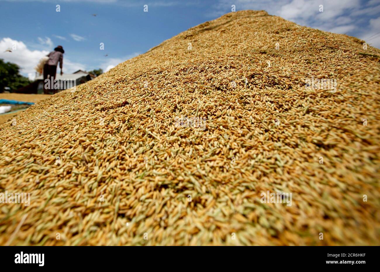Unhusked rice hi-res stock photography and images - Alamy