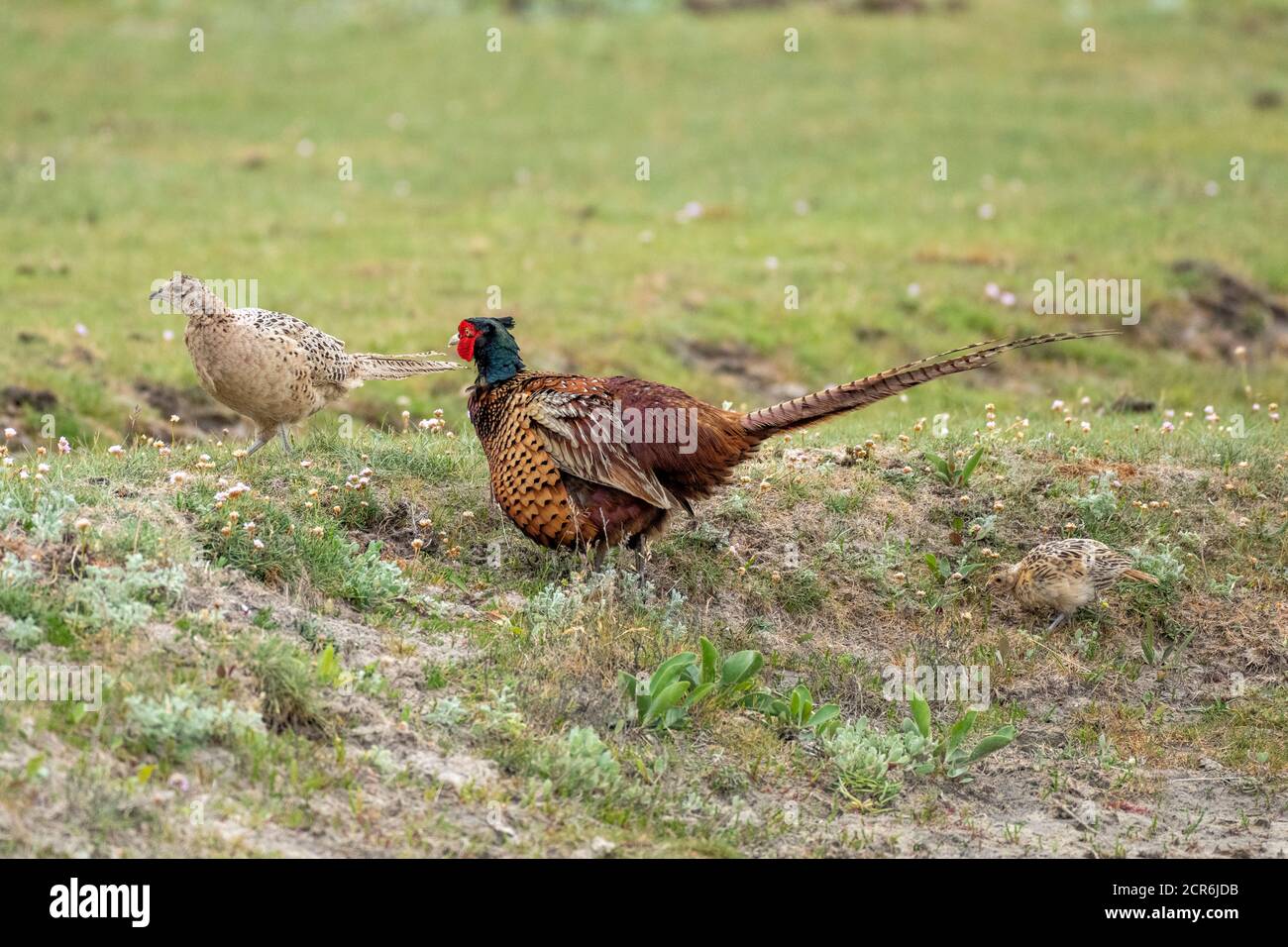 Germany, Lower Saxony, Juist, Pheasant (Phasianus colchicus), rooster ...