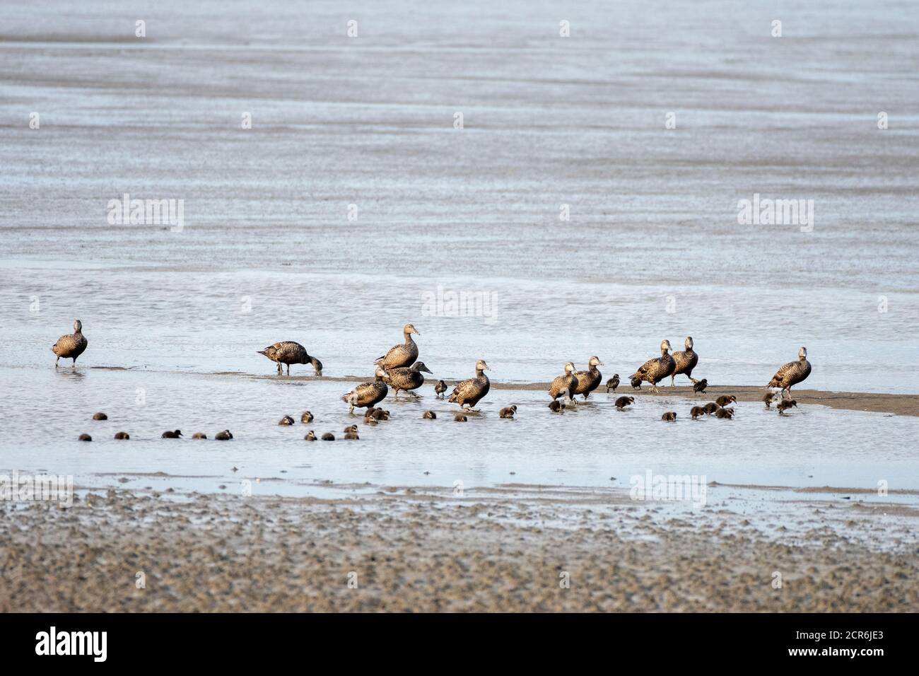 Germany, Lower Saxony, Juist, eider ducks (females) with chicks in the ...
