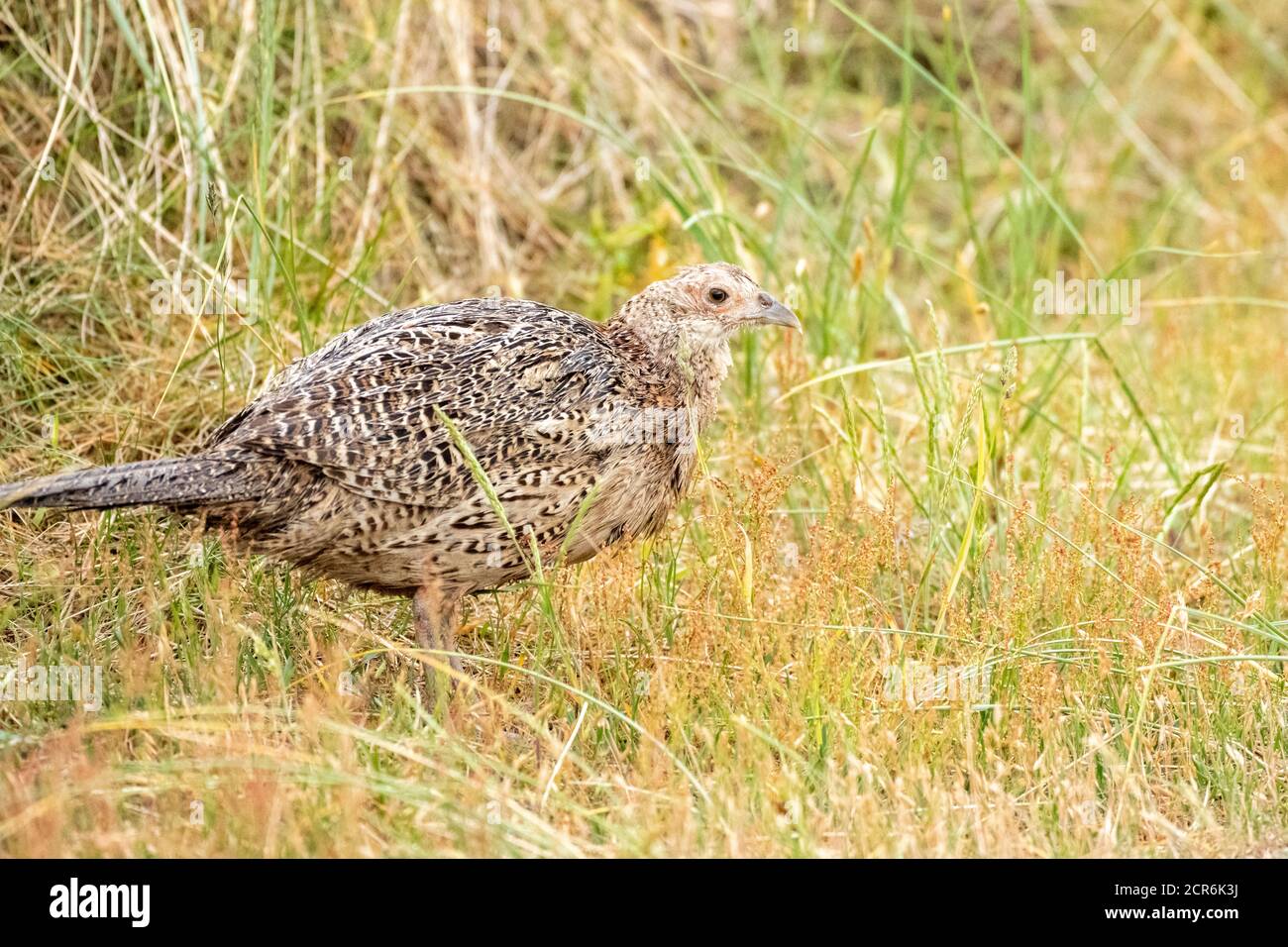 Hen islands hi-res stock photography and images - Alamy