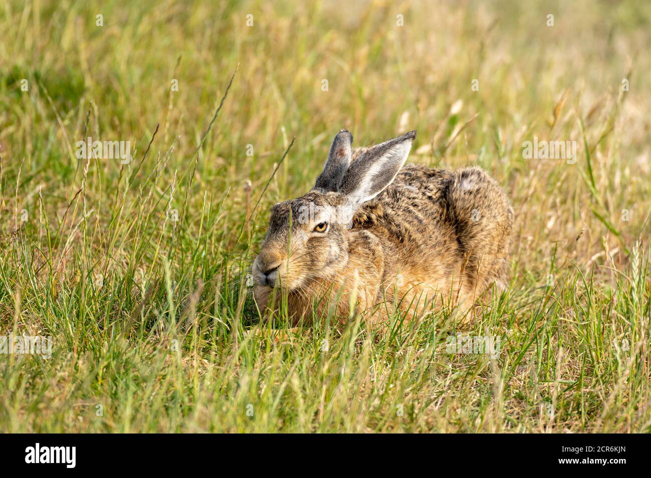 Rabbit family hi-res stock photography and images - Alamy