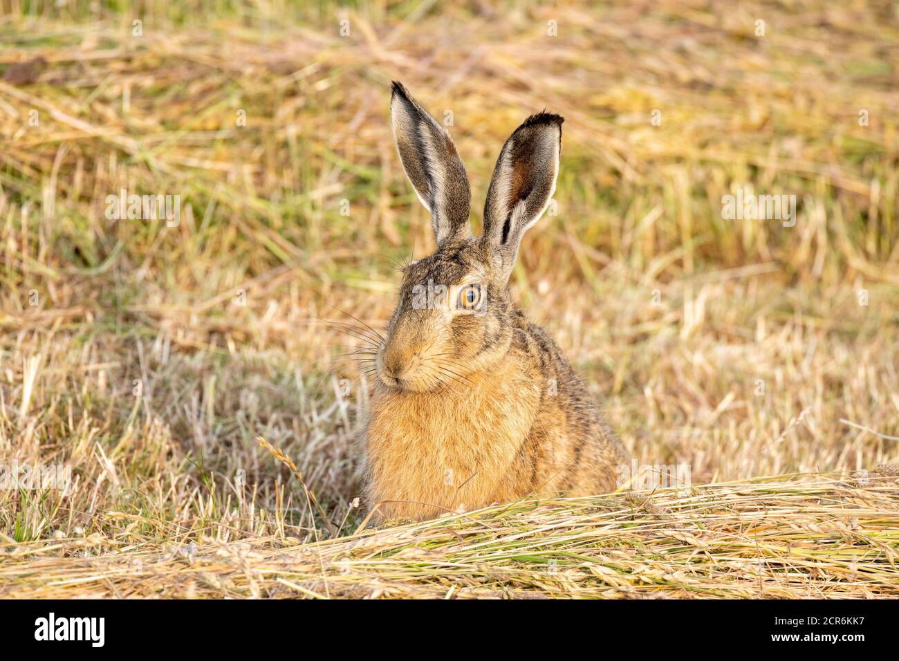 Rabbit family hi-res stock photography and images - Alamy
