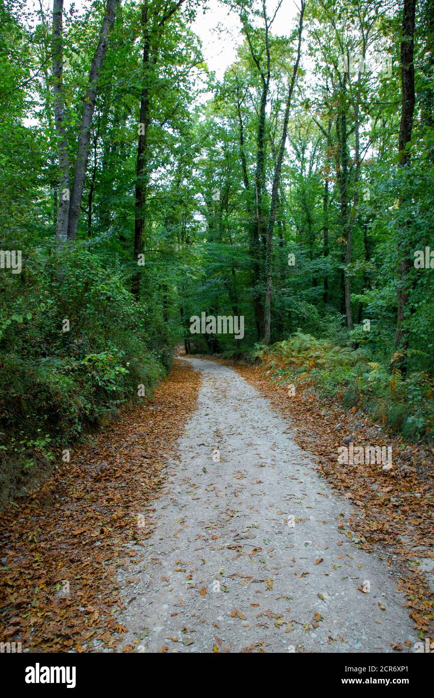 Pathway walking path in forest covered with green and yellow leaves in ...