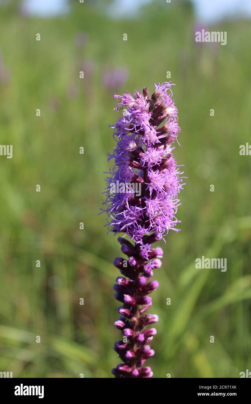 Illinois wildflowers hi-res stock photography and images - Alamy
