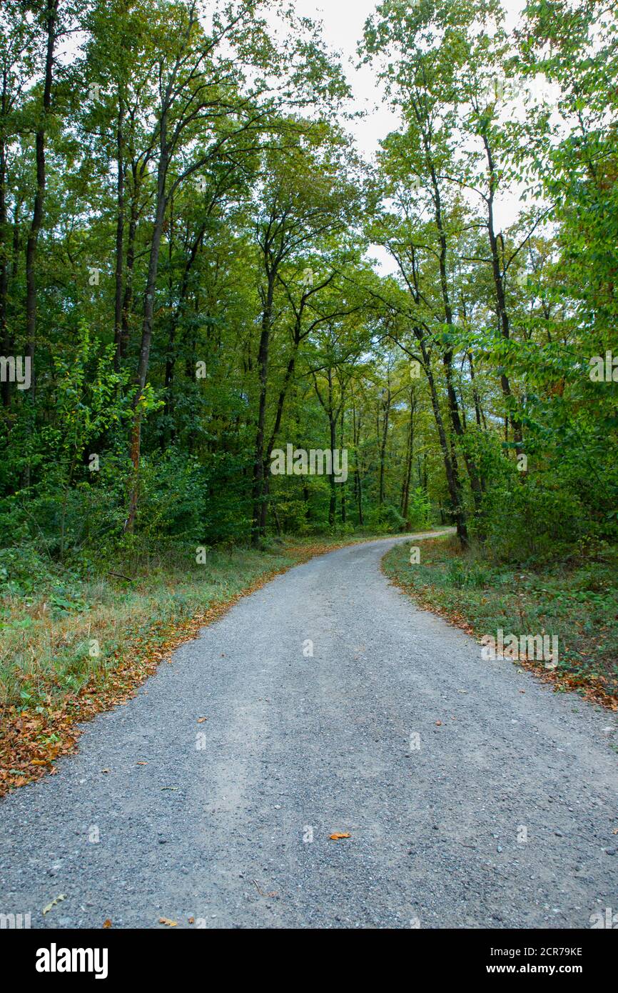 Pathway walking path in forest covered with green and yellow leaves in ...