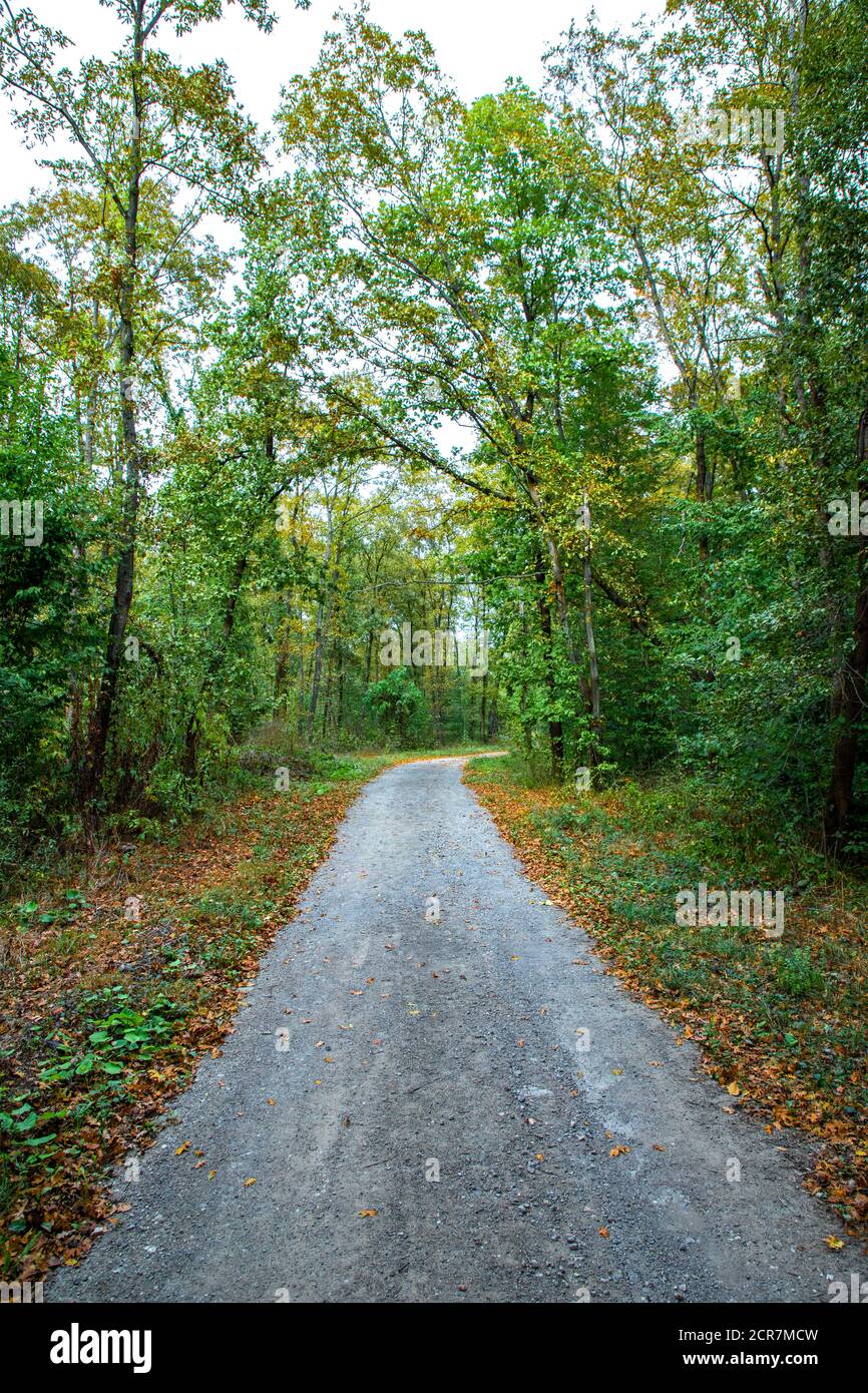Pathway walking path in forest covered with green and yellow leaves in ...
