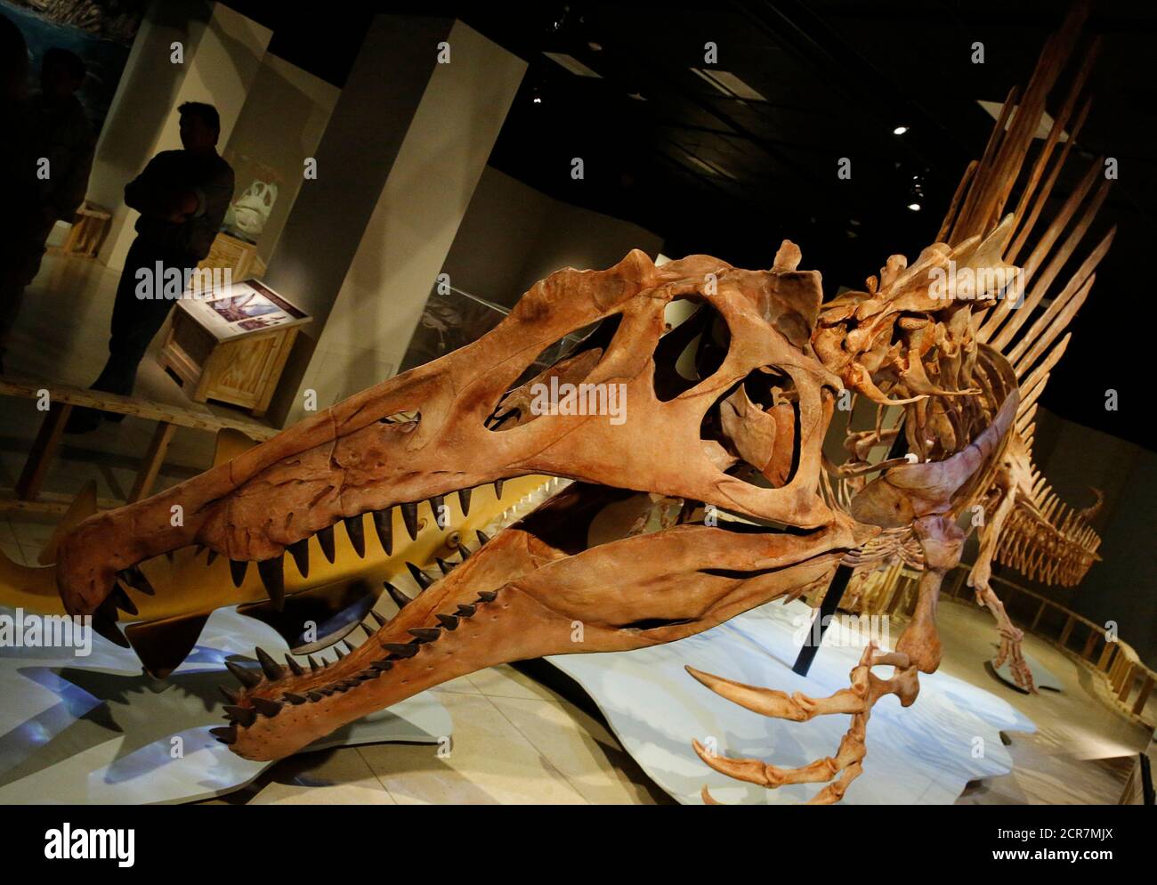 Spinosaurus fossils hi-res stock photography and images - Alamy