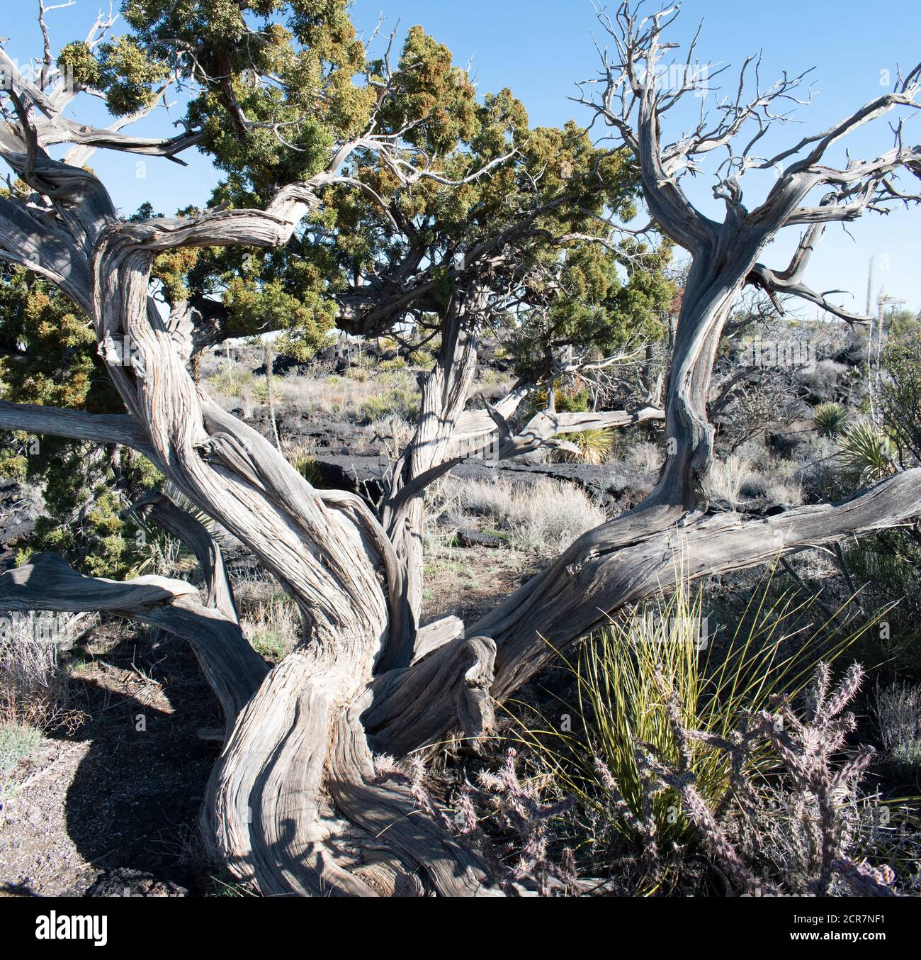 Old twisted tree hi-res stock photography and images - Alamy