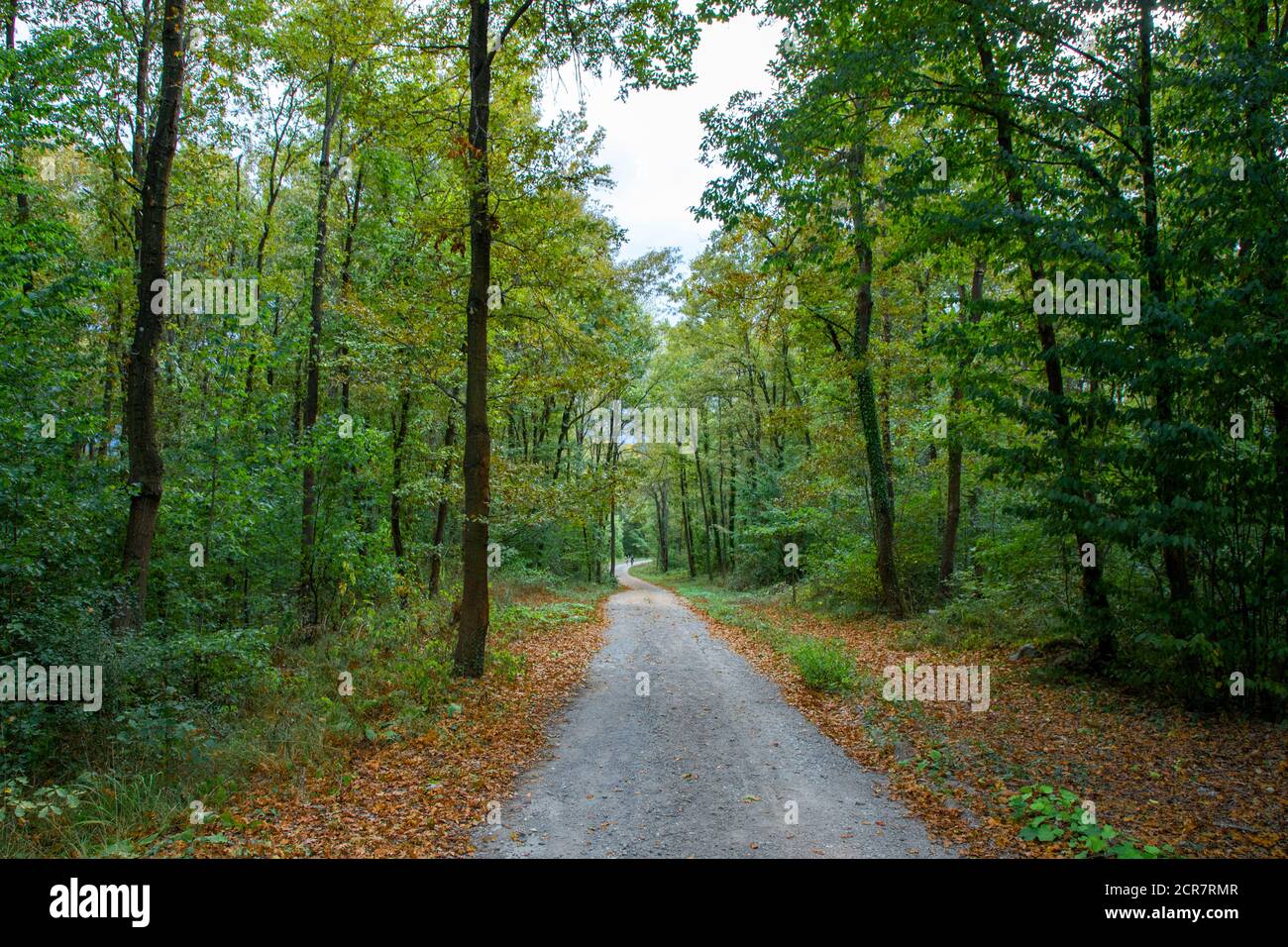 Pathway walking path in forest covered with green and yellow leaves in ...