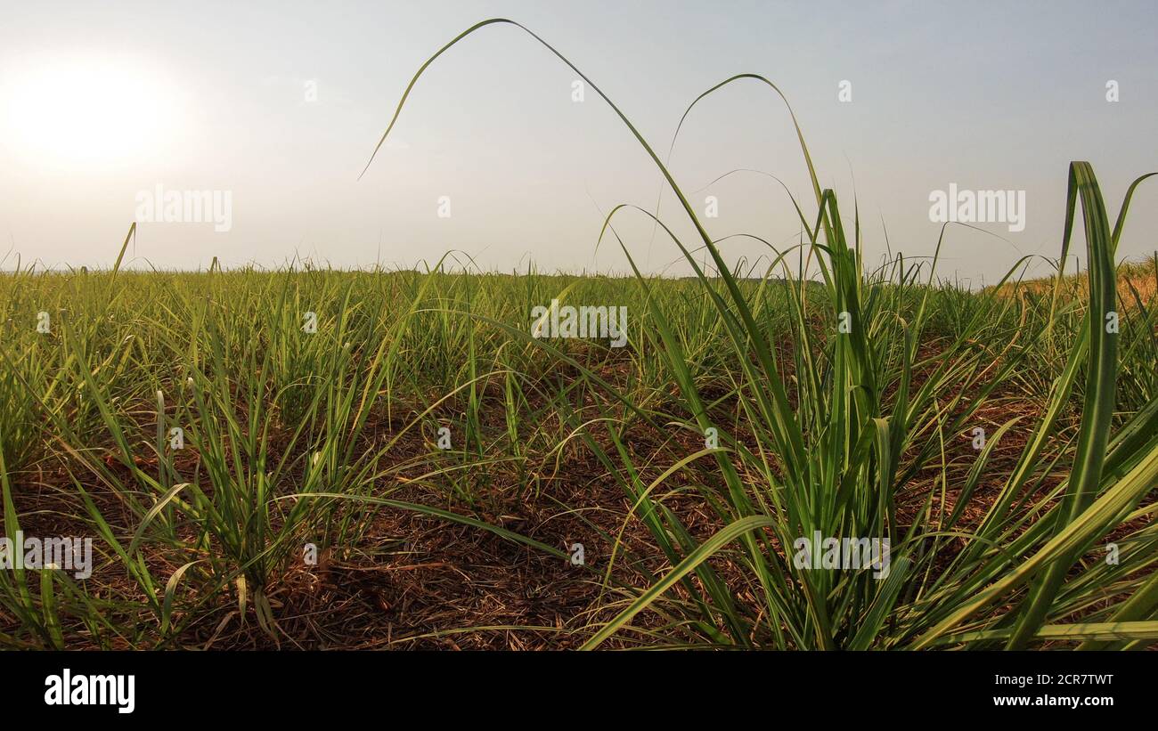 Sugar cane plantation sunset Stock Photo - Alamy