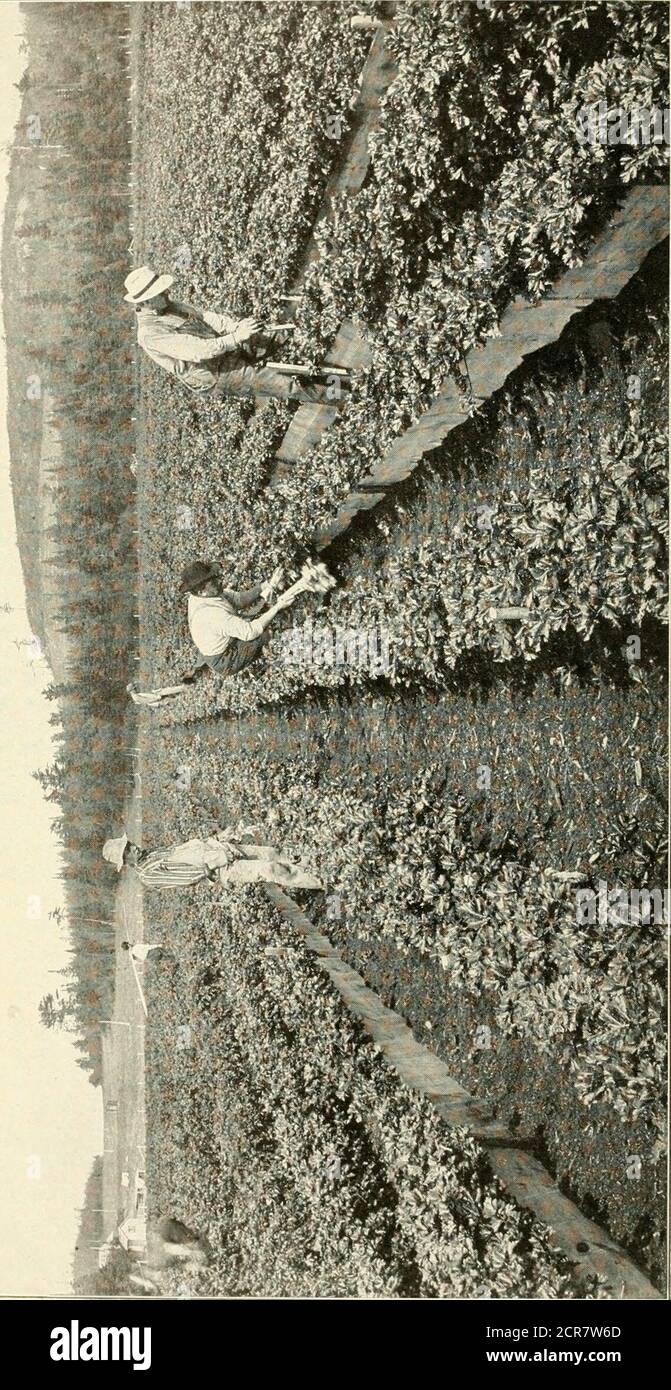 . Intensive farming and use of dynamite . und along the Pacific Coast ...