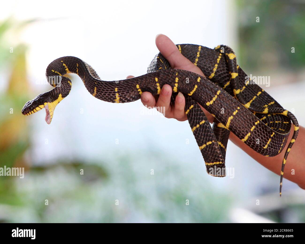Queen saovabha memorial institute and snake farm hi-res stock ...