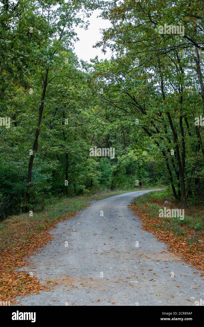 Pathway walking path in forest covered with green and yellow leaves in ...