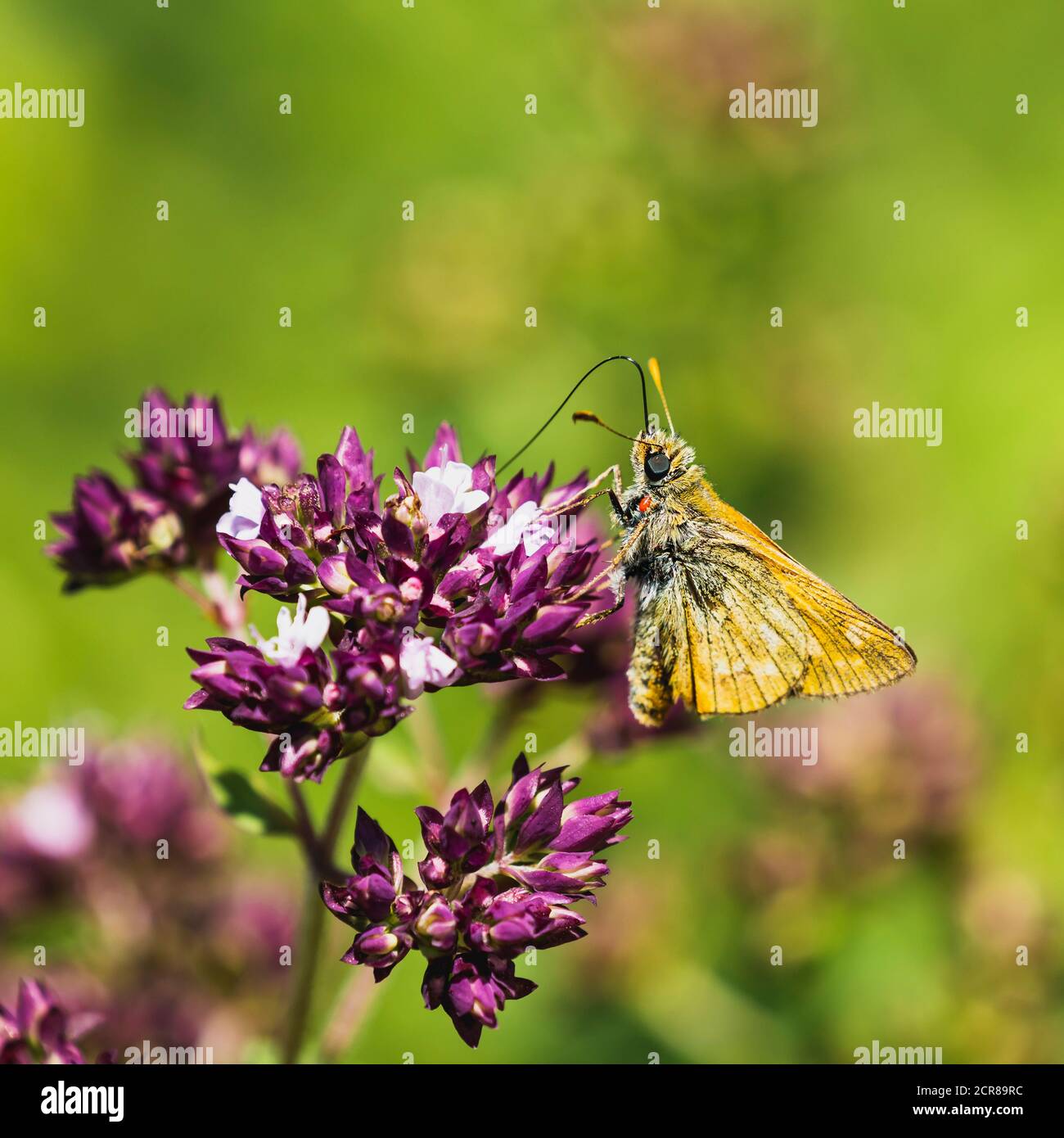 Rust-colored thick-headed butterfly, Ochlodes sylvanus, butterfly ...