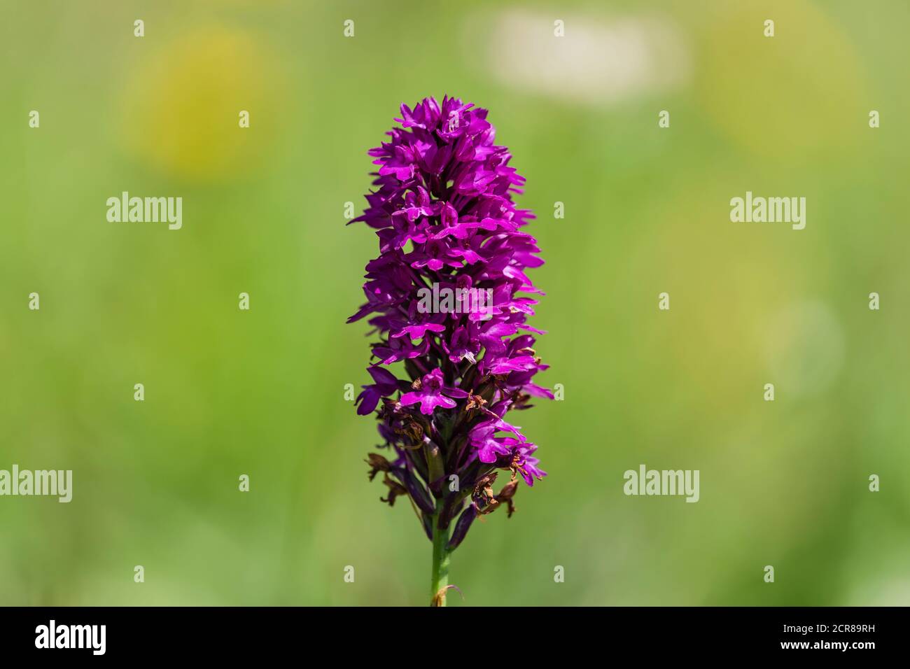 Wild orchids, Orchidaceae, Swabian Alb, Baden-Wuerttemberg, Germany ...