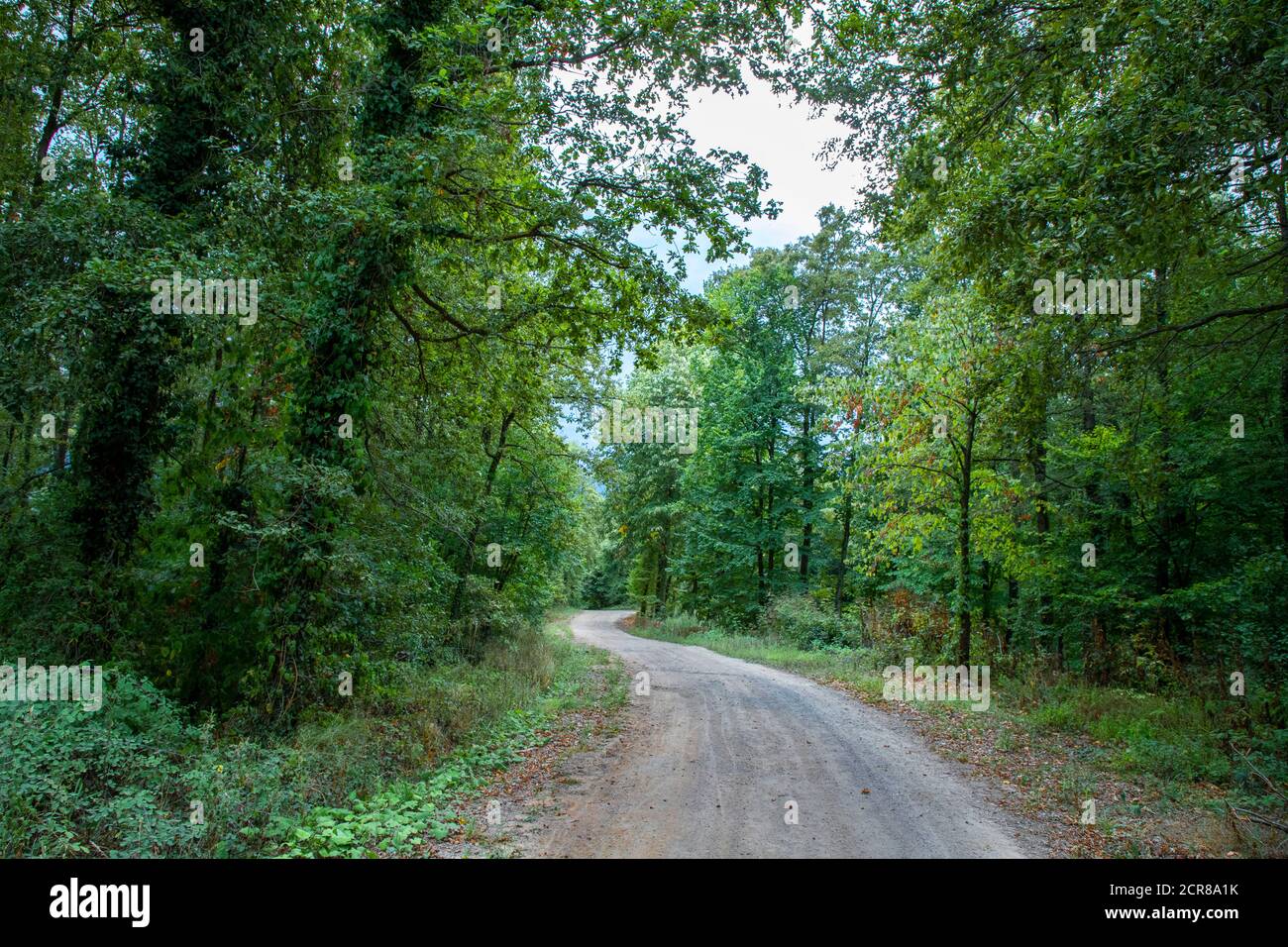 Pathway walking path in forest covered with green and yellow leaves in ...