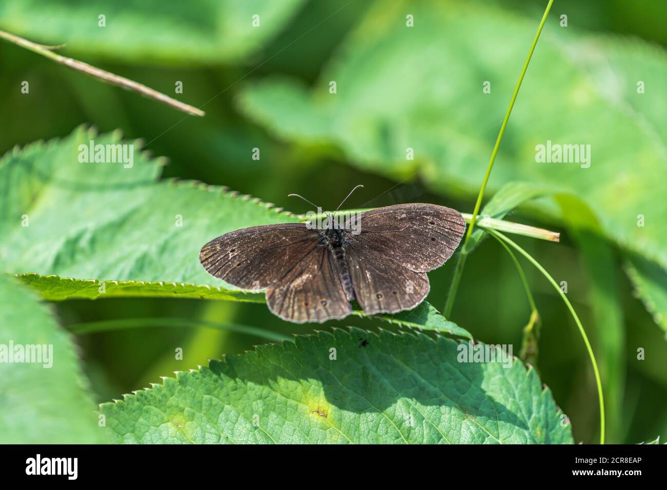Brown forest bird / chimney sweep, Aphantopus hyperantus, butterfly ...