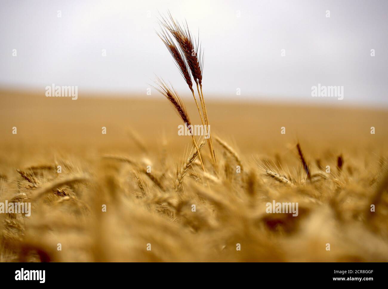 Wheat paddock australia hi-res stock photography and images - Alamy