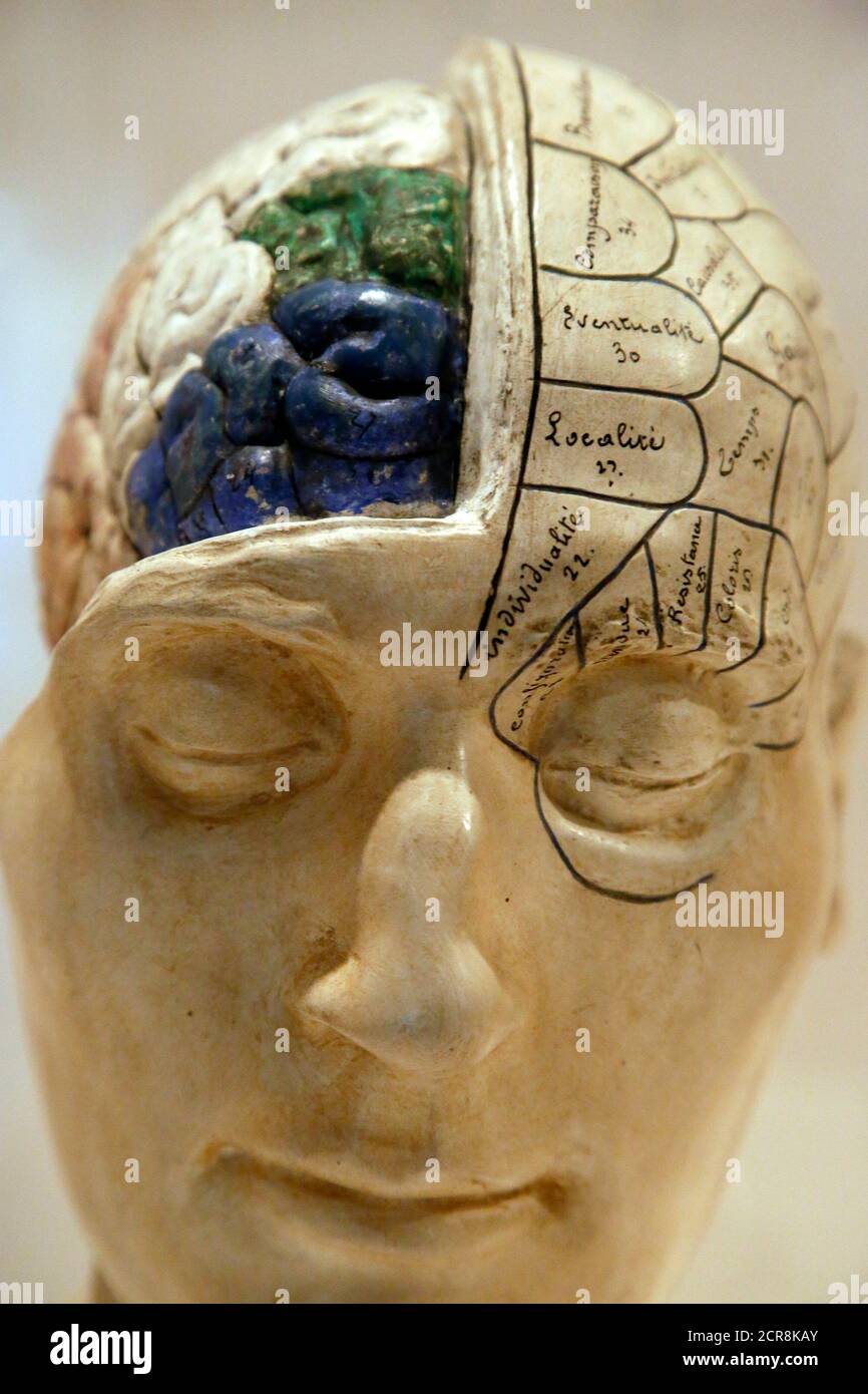 Brain specimens hi-res stock photography and images - Alamy