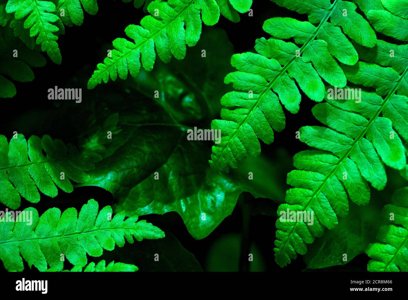 Green leaves of the fern plant at John Dean Provincial Park in Canada ...