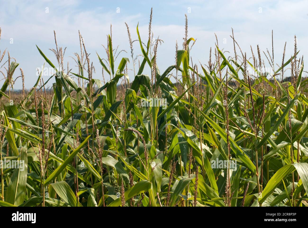 Field of corn Stock Photo - Alamy